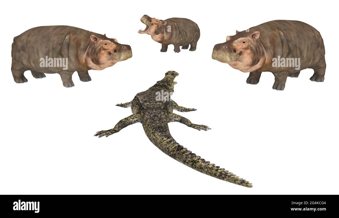Crocodile and Hippos isolated on white background Stock Photo - Alamy