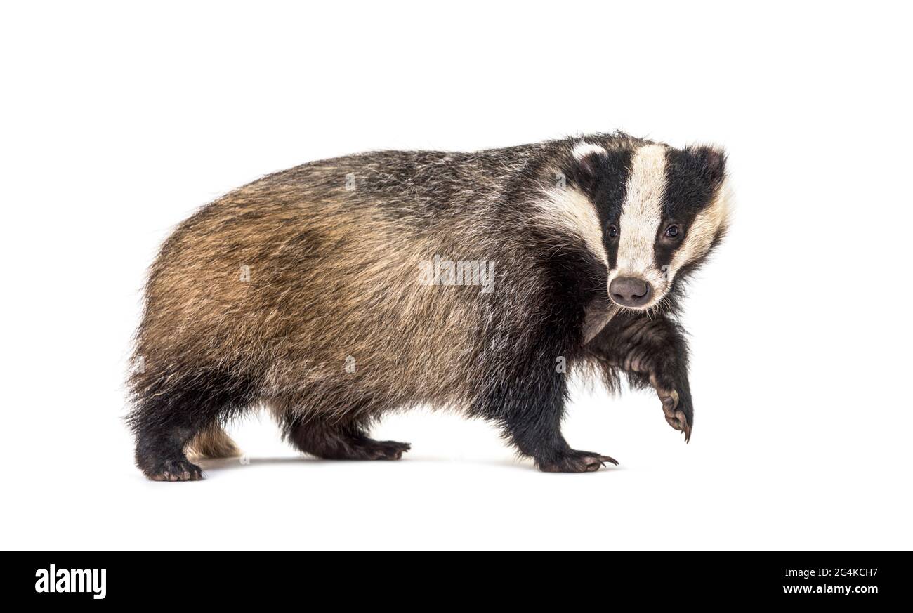 European badger, six months old, Walking side view and looking at ...