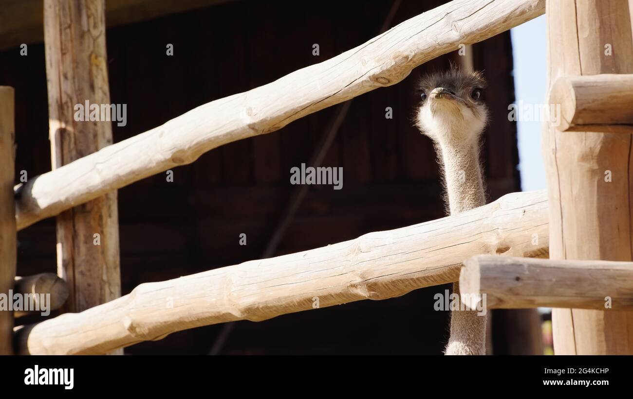 Looking through fence at camera hi-res stock photography and images - Alamy
