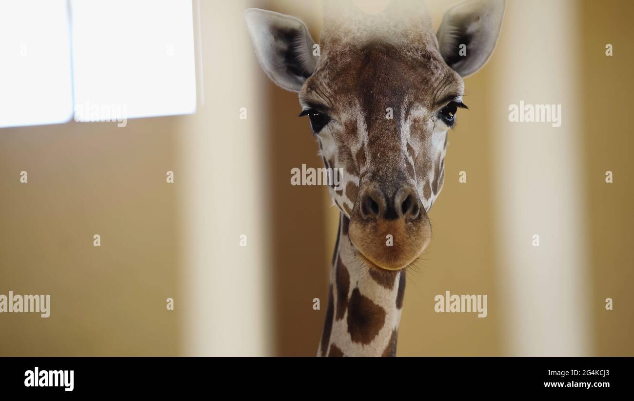 People looking at animals in zoo hi-res stock photography and images ...