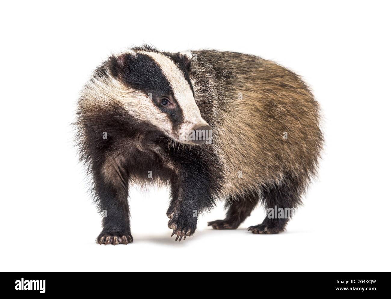 Angry European Badger
