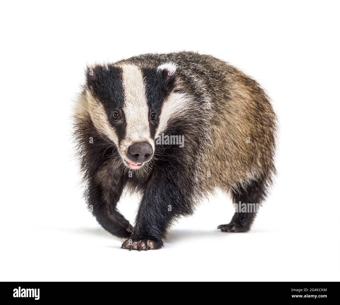 European badger walking towards the camera, six months old, isolated ...