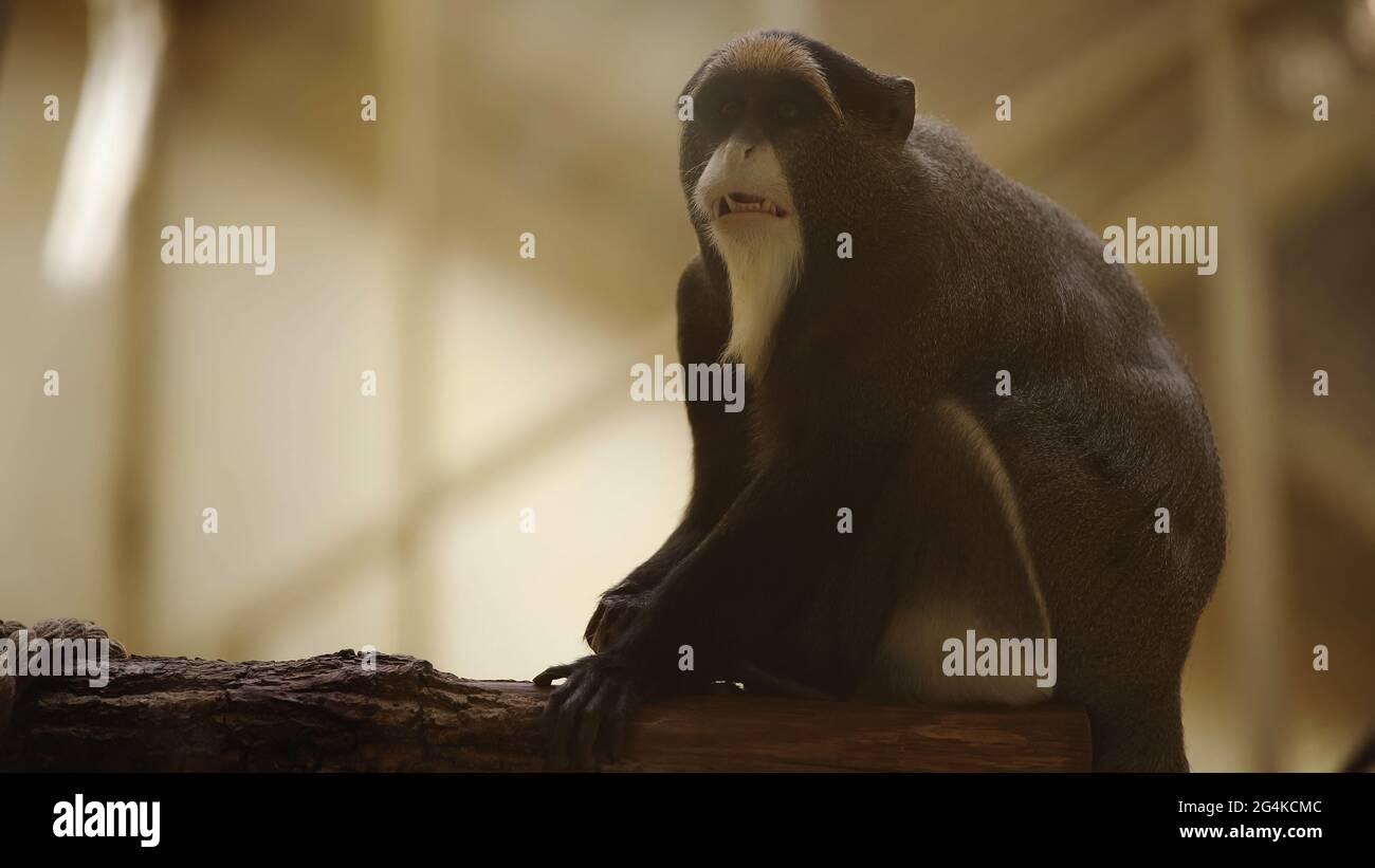 Monkey sitting in zoo hi-res stock photography and images - Alamy