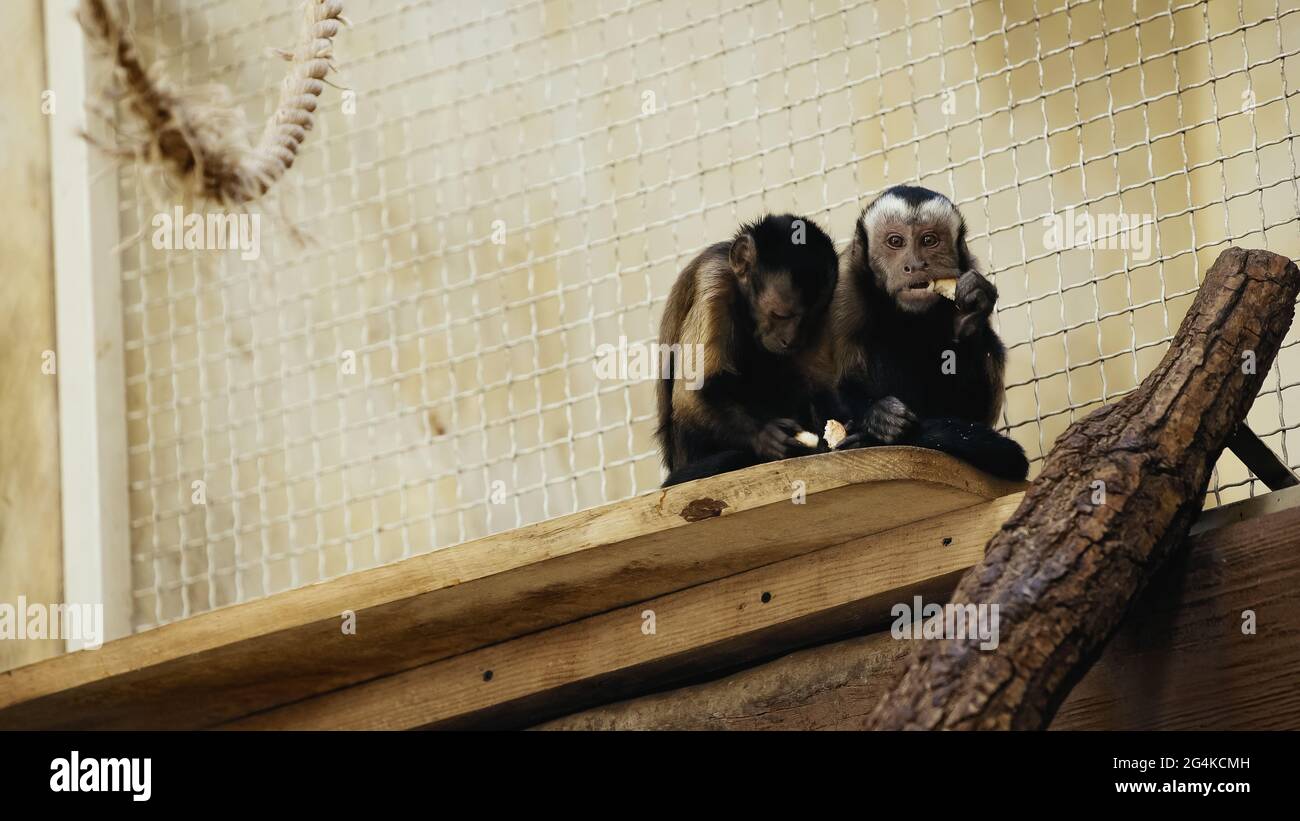 wild and brown chimpanzee eating bread in cage of zoo Stock Photo - Alamy