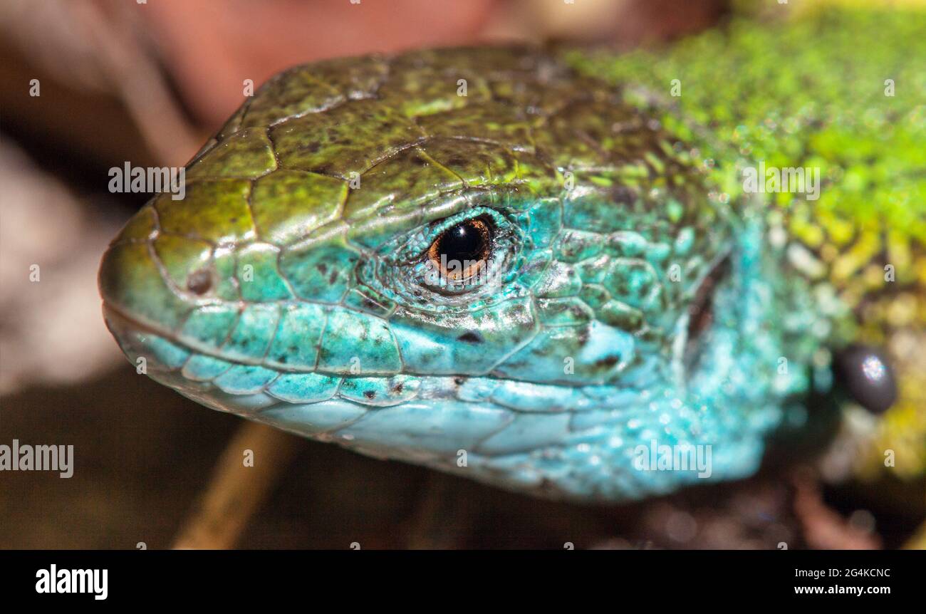 European green lizard in Latin Lacerta viridis detail of Animal Stock ...