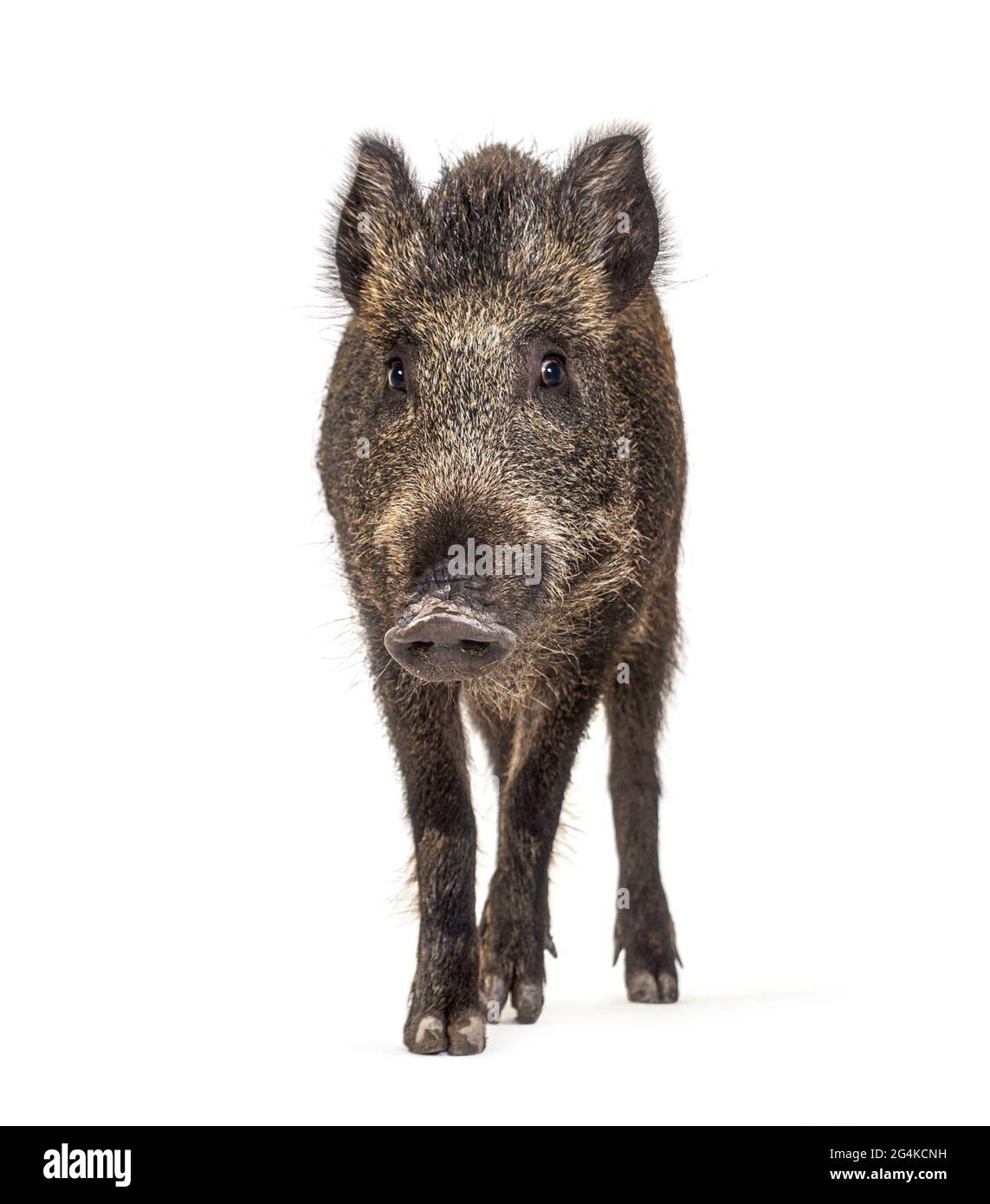 Wild boar standing in front, isolated on white Stock Photo - Alamy
