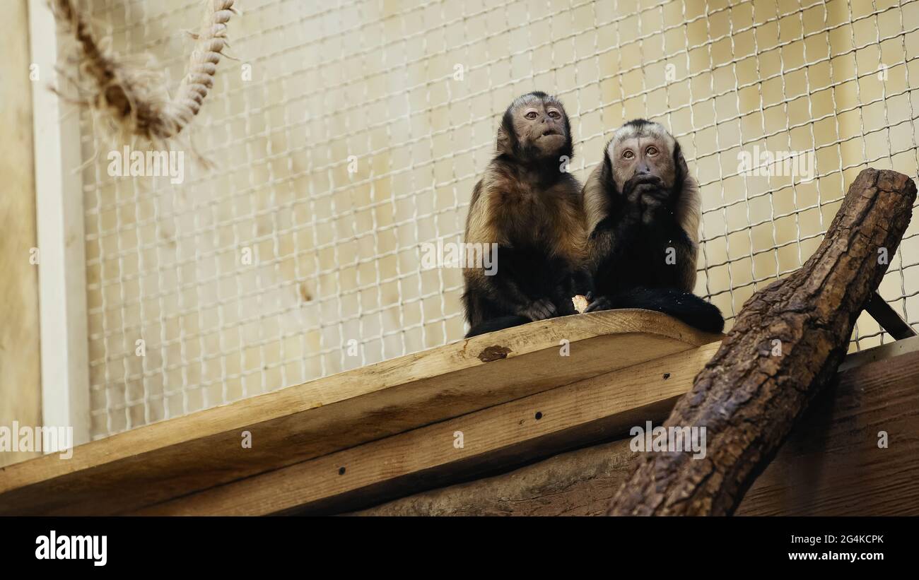 Wild animals in cage hi-res stock photography and images - Alamy