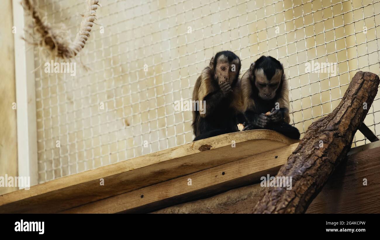 brown chimpanzee eating bread in zoo Stock Photo - Alamy