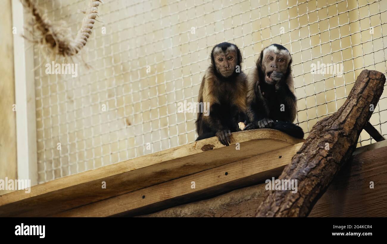 Animals in the wild bread hi-res stock photography and images - Alamy