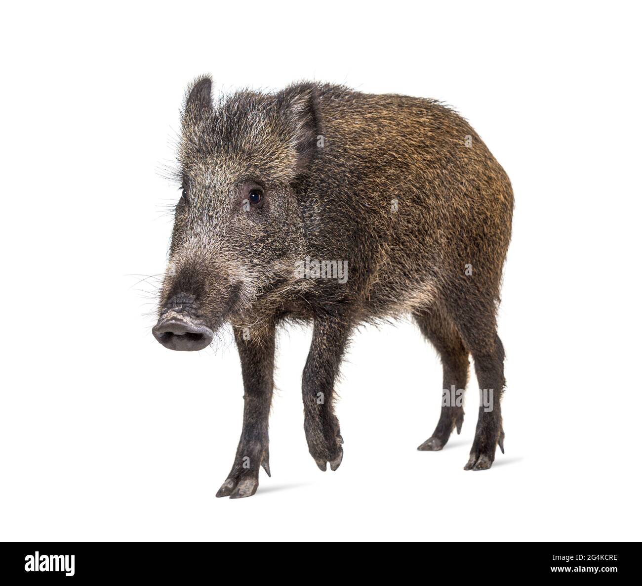 Wild boar standing in front, isolated on white Stock Photo - Alamy