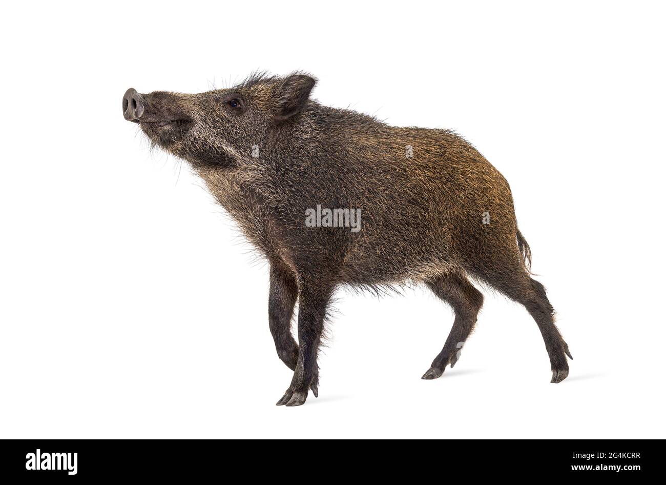 Wild boar standing in front, isolated on white Stock Photo - Alamy