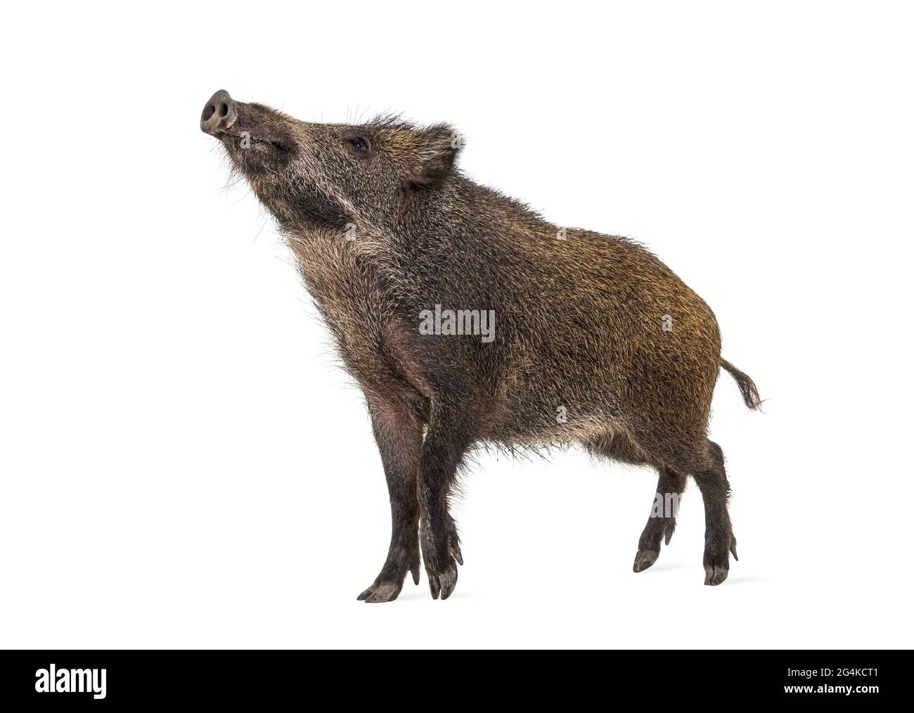Boar baby profile Cut Out Stock Images & Pictures - Alamy