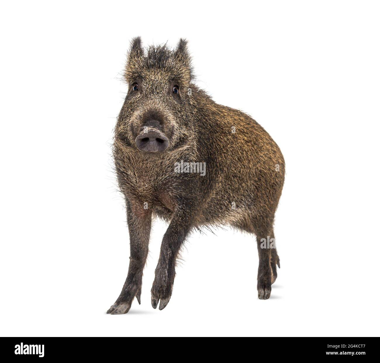 Wild boar standing in front, isolated on white Stock Photo - Alamy