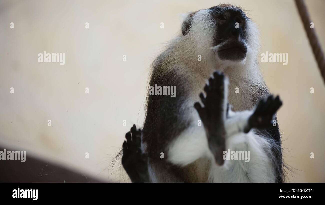 Furry monkey hi-res stock photography and images - Alamy