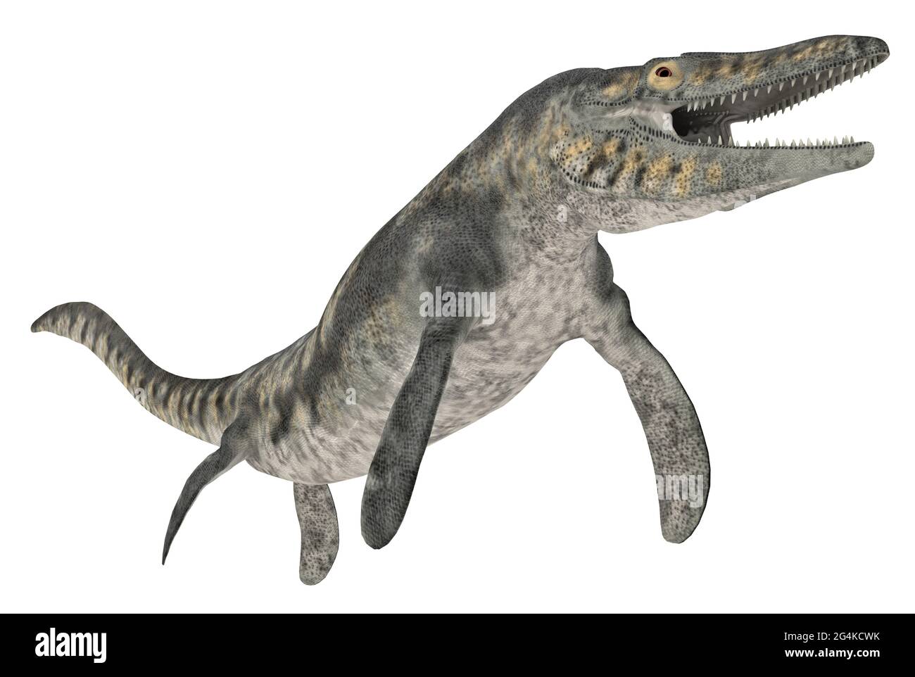 Mosasaur Tylosaurus isolated on white background Stock Photo - Alamy