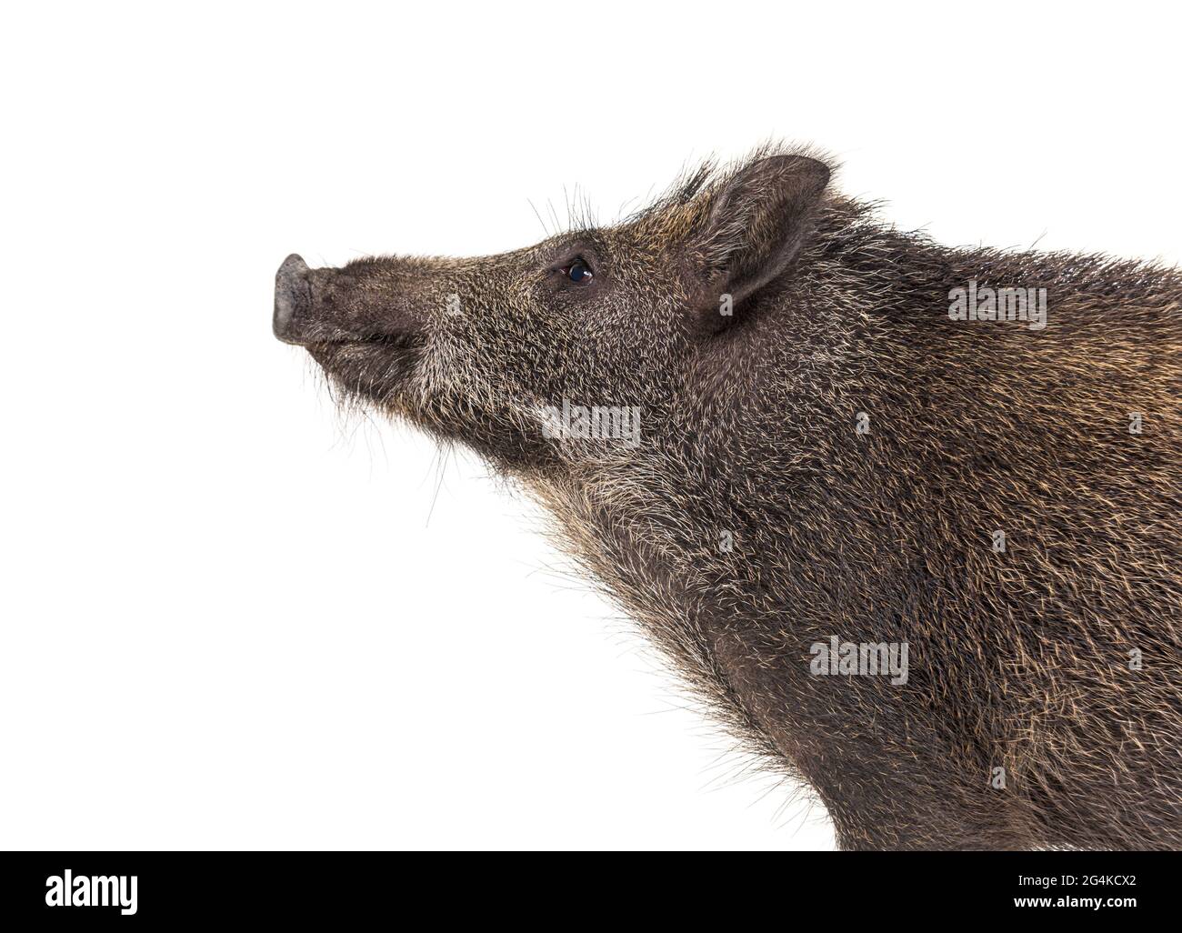 Profile, head shot, Wild boar, isolated on white Stock Photo - Alamy