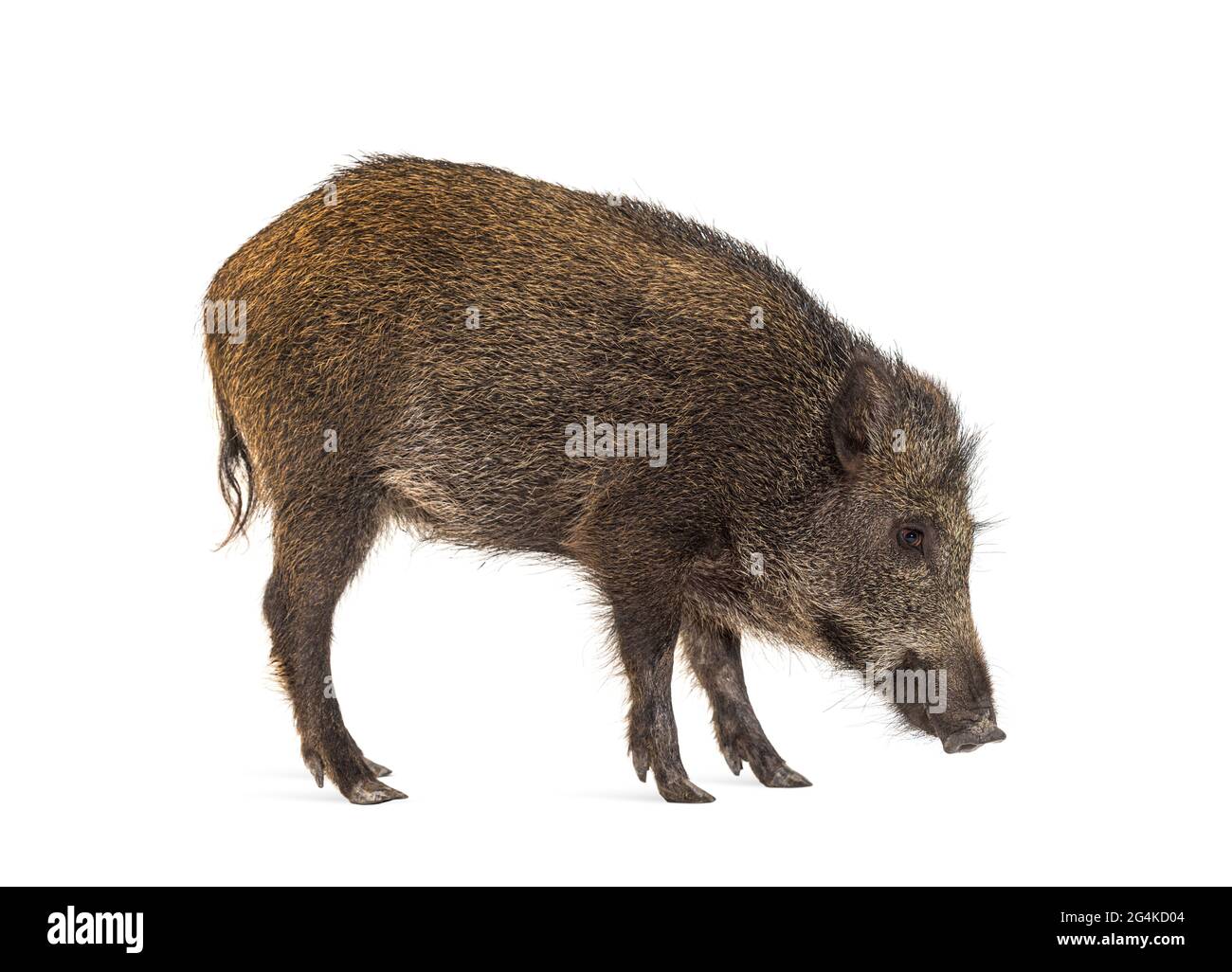 Wild boar, walking, looking down and sniffing the ground, isolated on ...