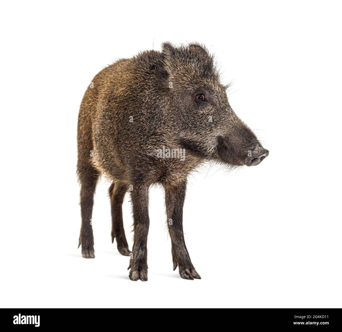 Pig open mouth hi-res stock photography and images - Alamy