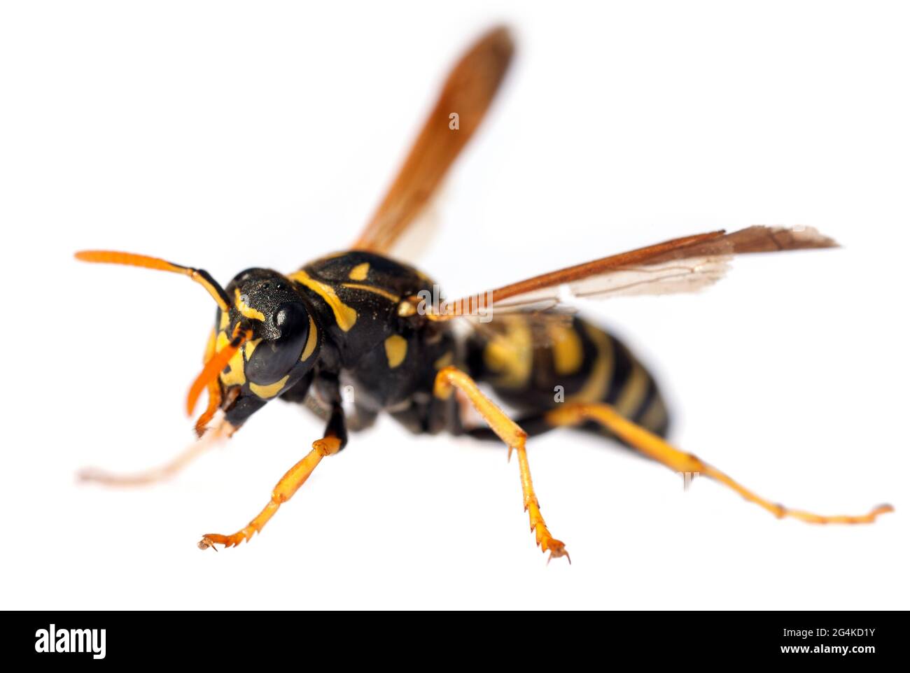 European common wasp German wasp or German yellow jacket isolated on ...