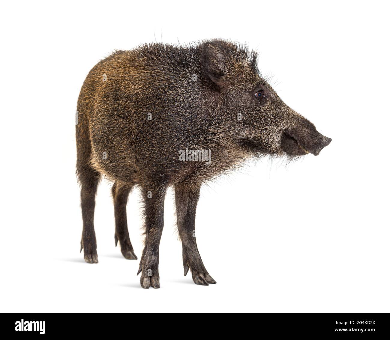 Wild boar sus scrofa boar with open mouth hi-res stock photography and ...