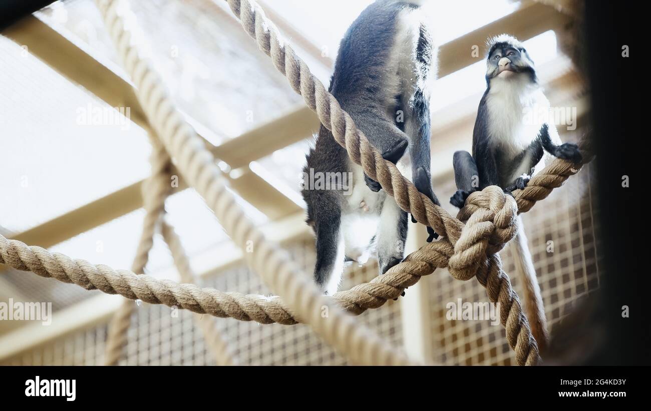 wild monkeys sitting on ropes in zoo with blurred foreground Stock ...