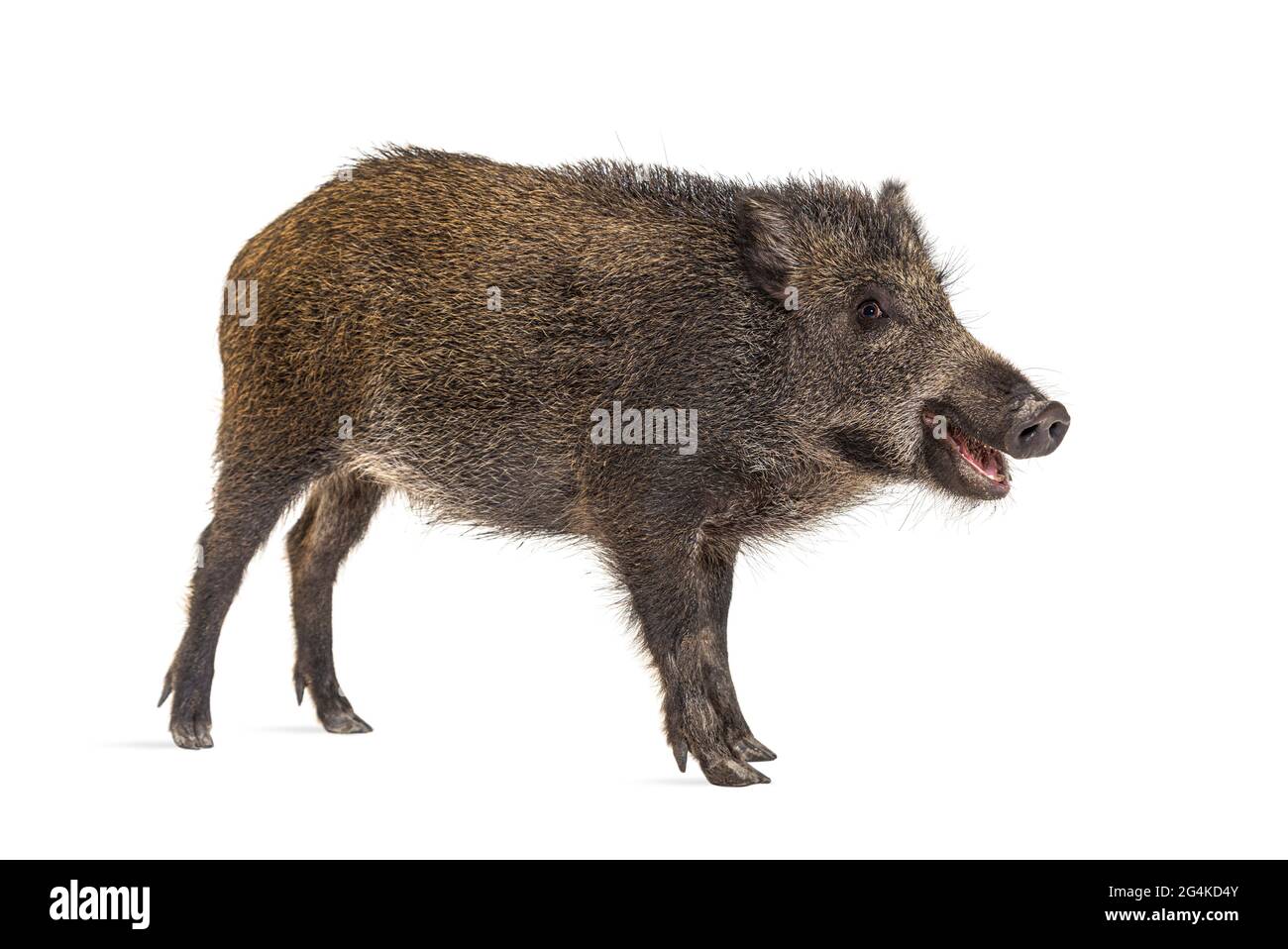 Profile portrait on Cut Out Stock Images & Pictures - Alamy