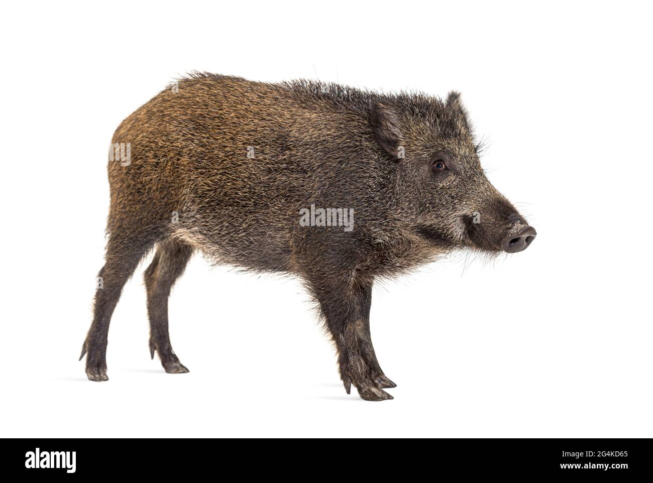 Side view, Profile, Wild boar, mouth open, isolated on white Stock ...