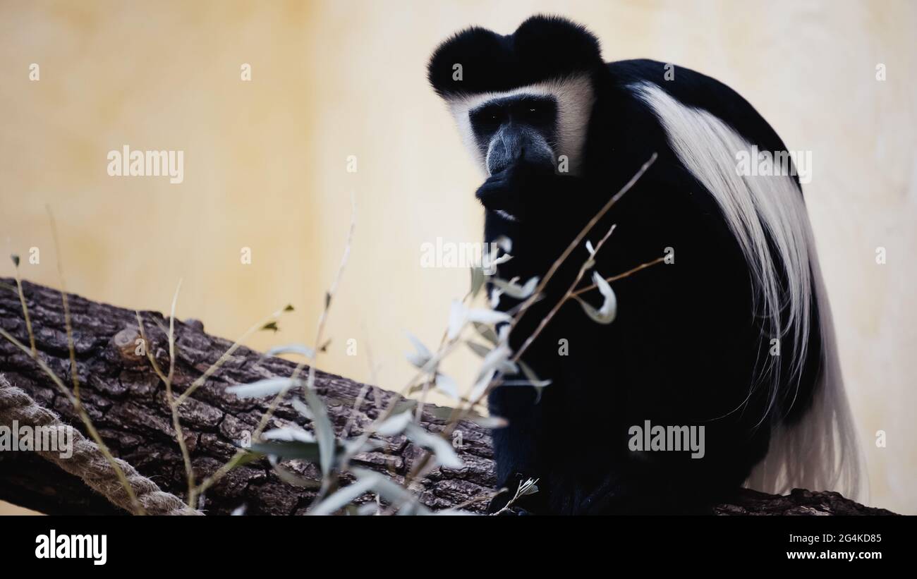 black and white monkey eating plant in zoo Stock Photo - Alamy