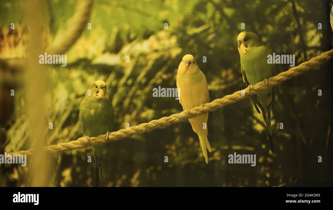 wild parrots sitting on rope with blurred foreground Stock Photo - Alamy