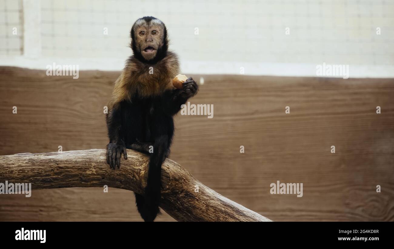 wild furry monkey eating potato in zoo Stock Photo - Alamy