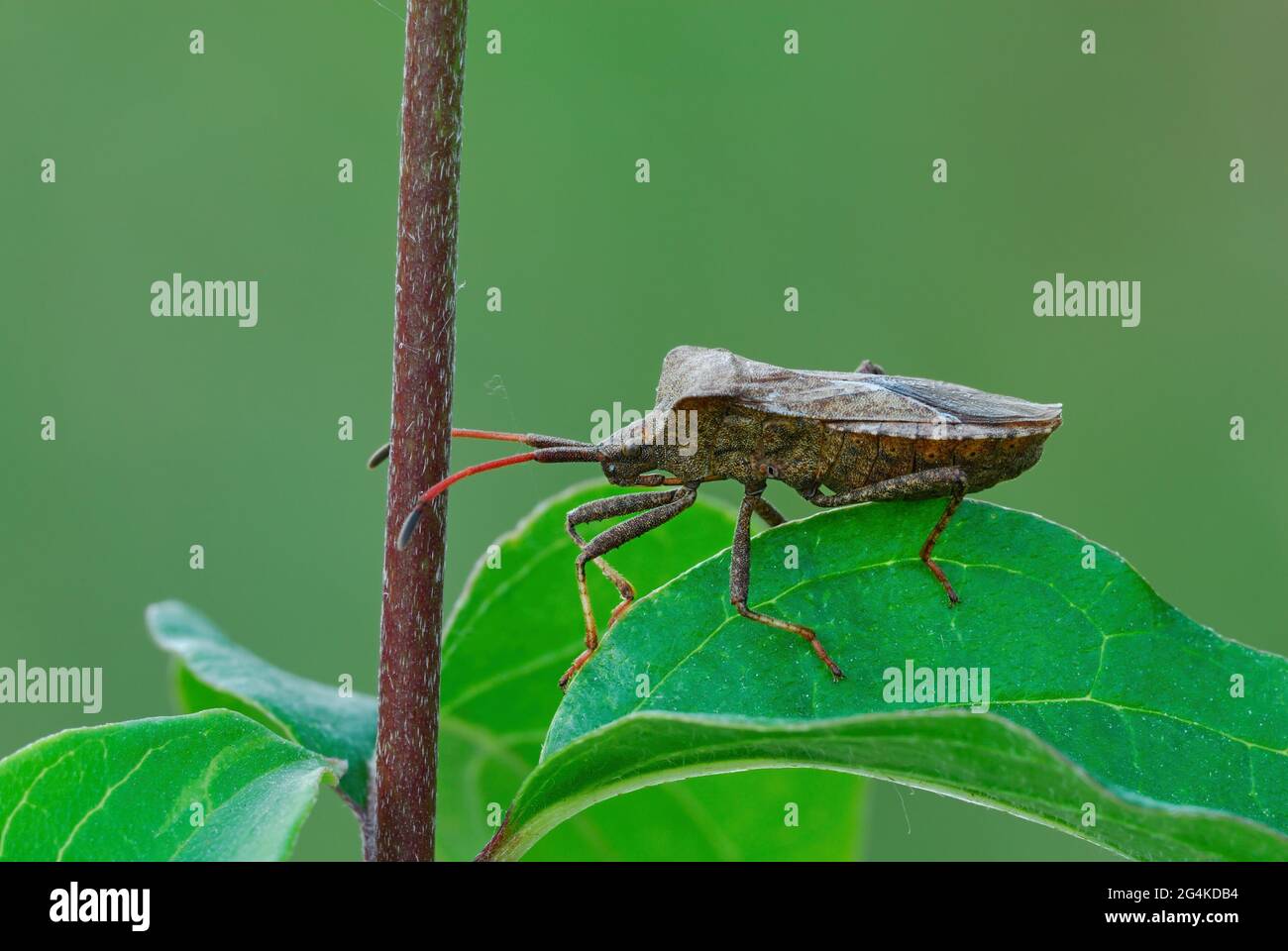 Dock Bug sitting motionless on a leaf. Side view, close up. Blurred ...