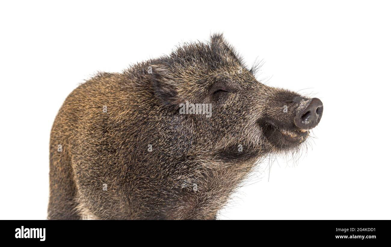 Wild Boar Head Side View