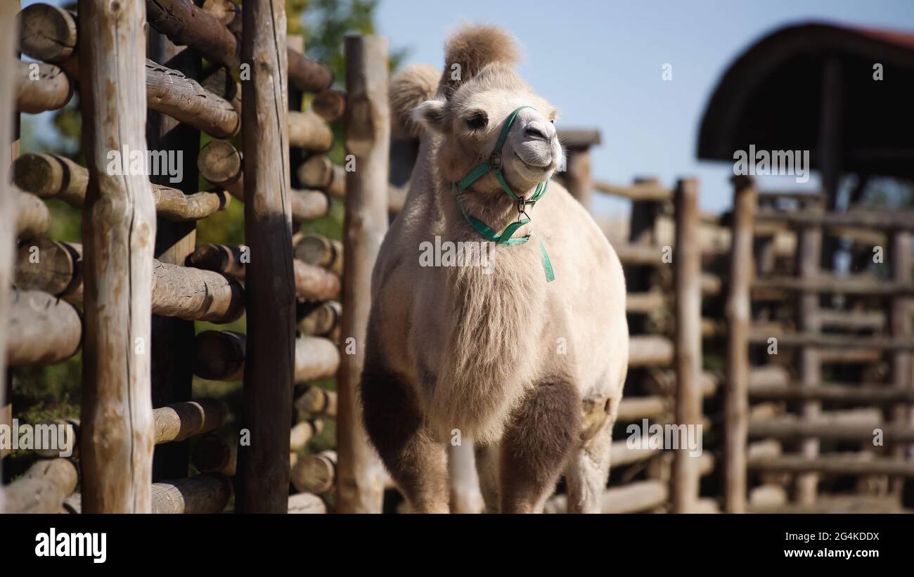 Sunlight on furry camel hi-res stock photography and images - Alamy