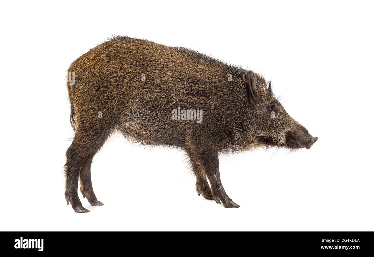 Side view, Profile, Wild boar, mouth open, isolated on white Stock ...