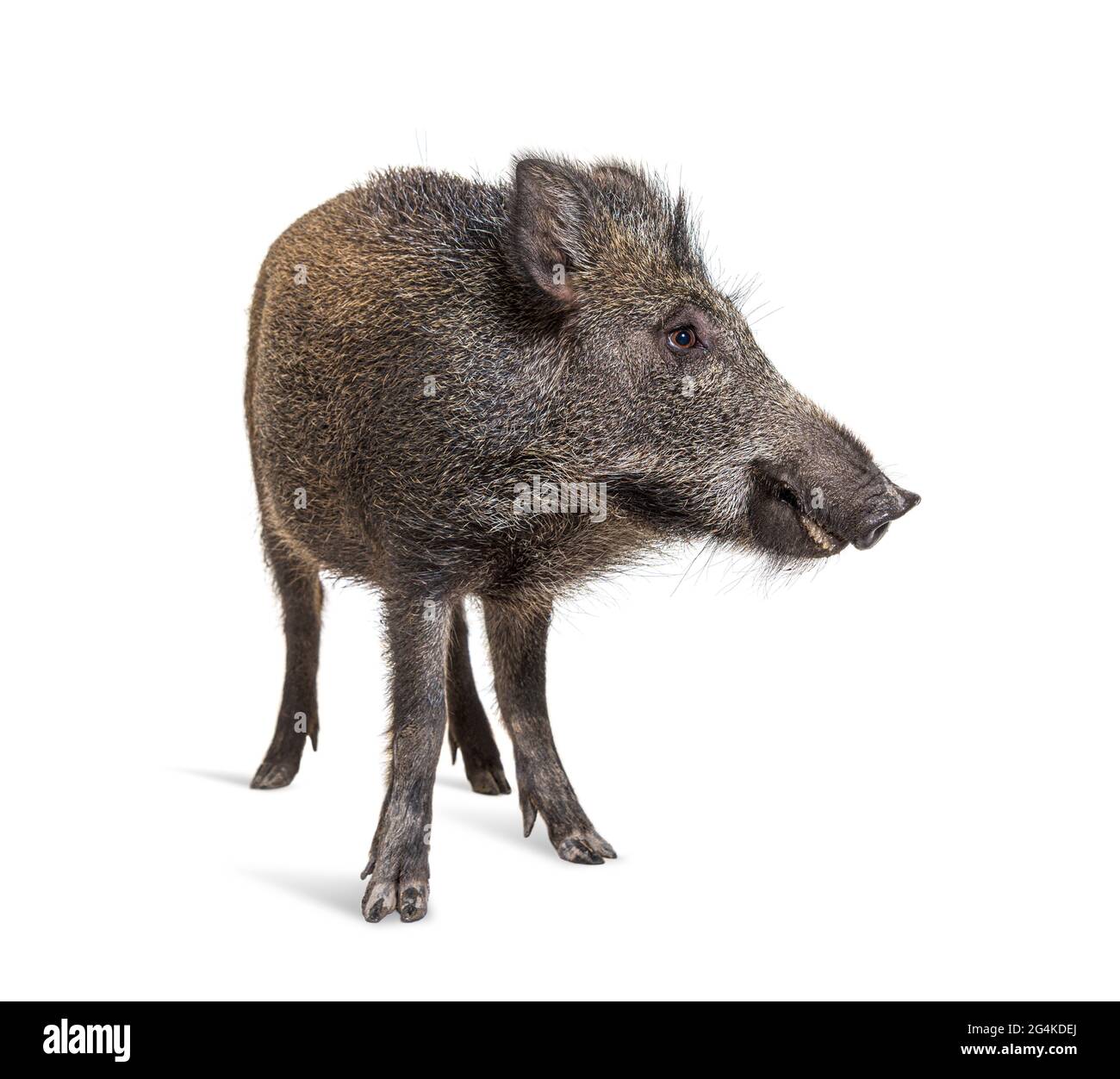 Pig open mouth Cut Out Stock Images & Pictures - Alamy