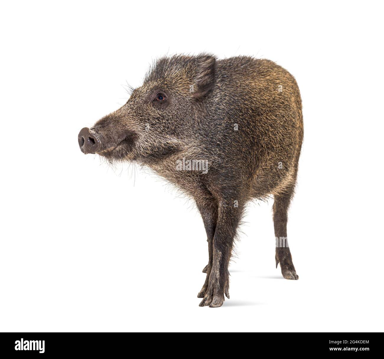 Wild boar, isolated on white Stock Photo - Alamy