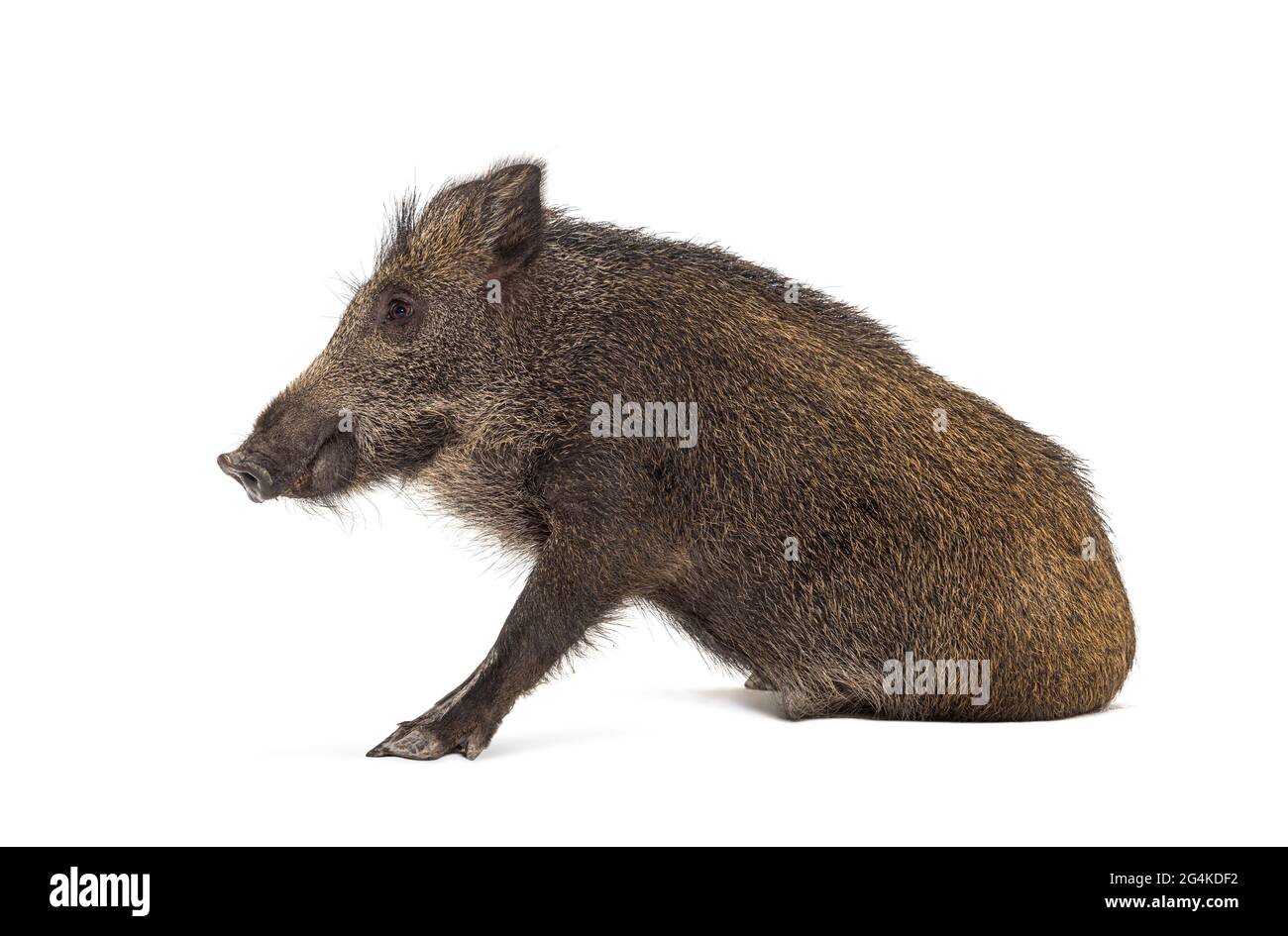 Side view of Sitting Wild boar, isolated on white Stock Photo - Alamy