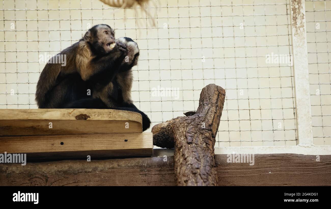 furry and wild chimpanzee sitting in cage and eating bread Stock Photo ...