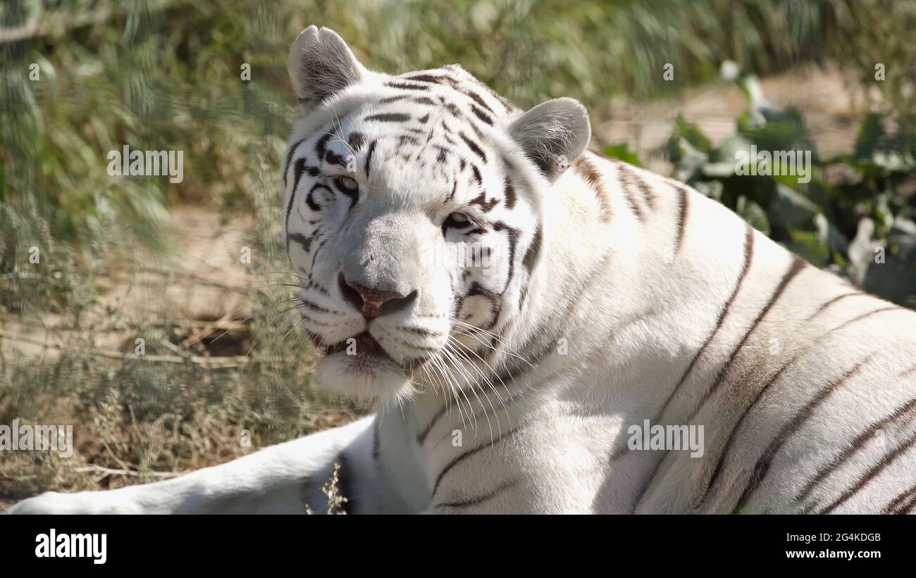 Tiger in sunlight hi-res stock photography and images - Alamy