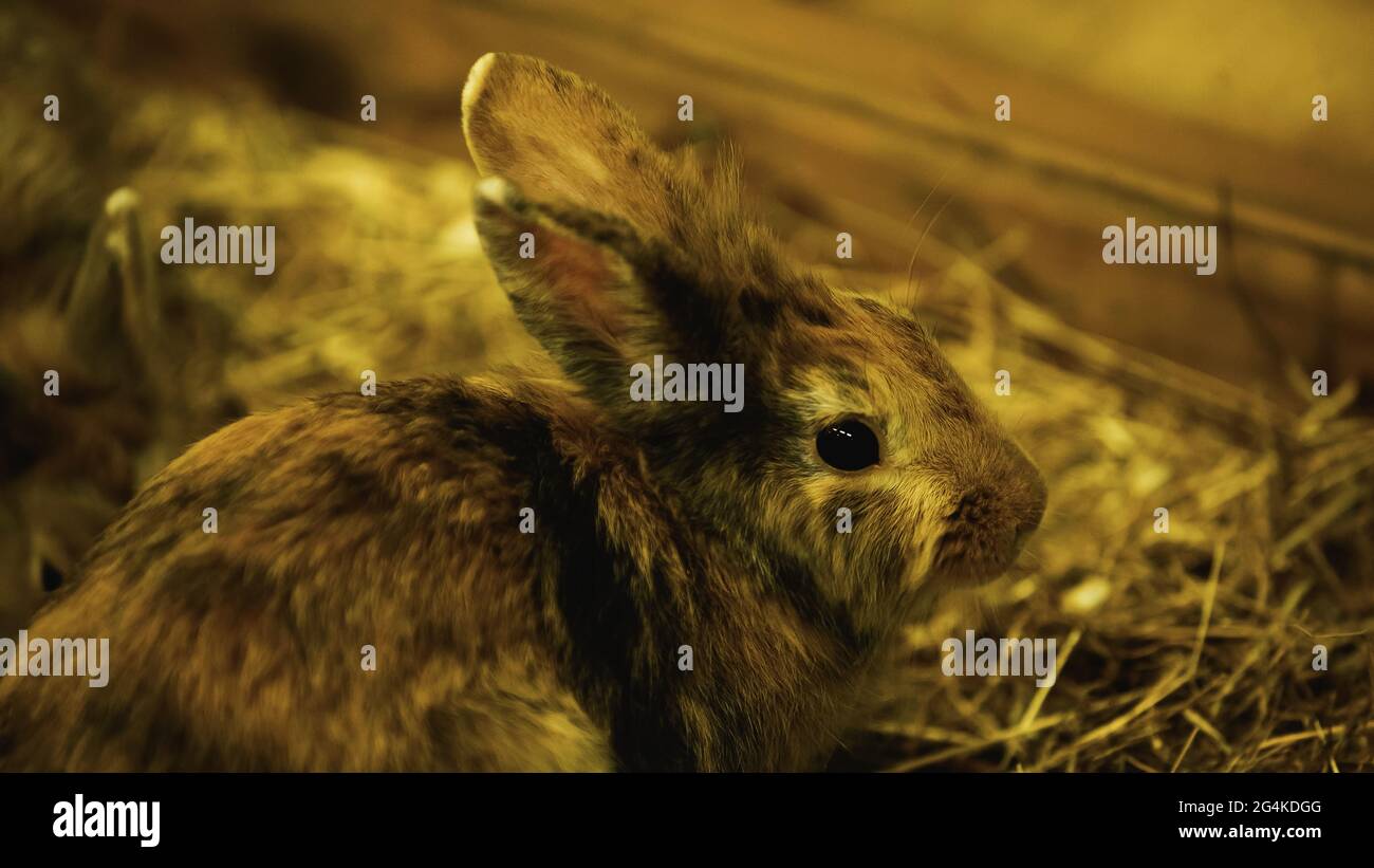 Soft rabbit hi-res stock photography and images - Alamy