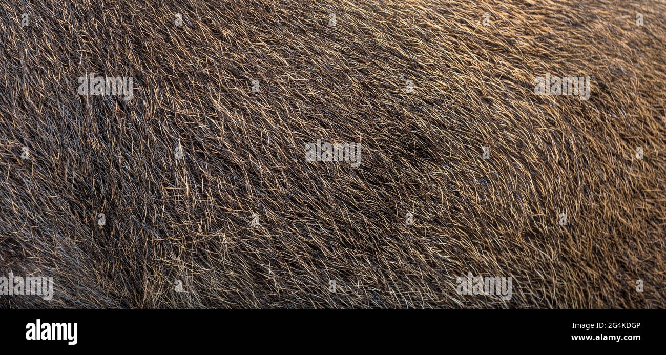 Close-up on Wild boar coat Stock Photo - Alamy