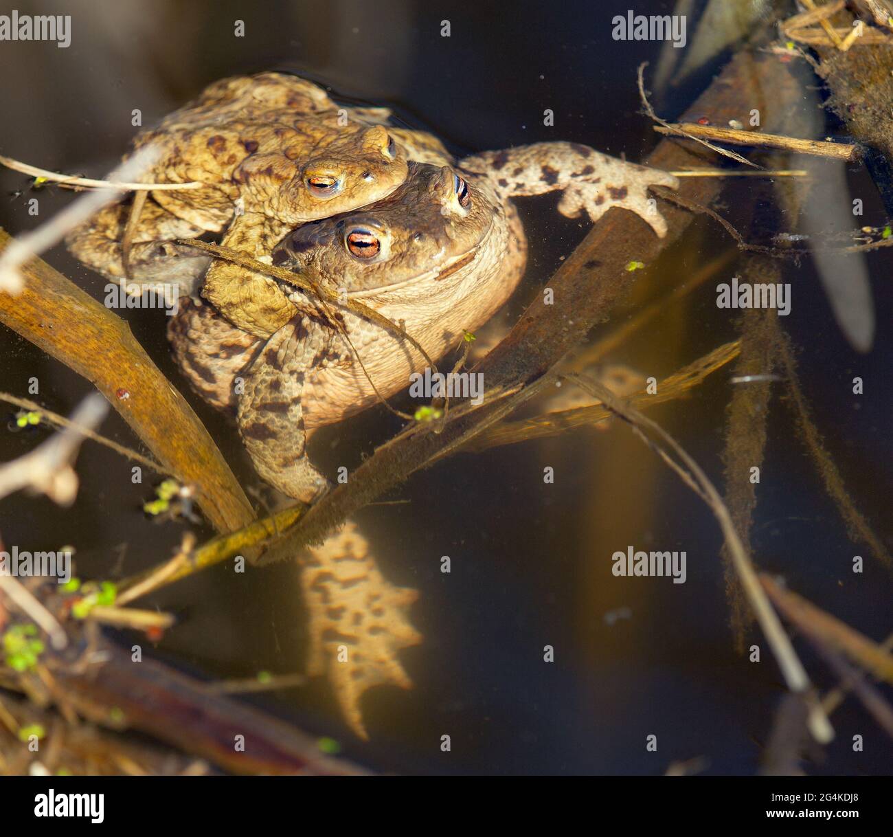 Two common toads bufo bufo hi-res stock photography and images - Alamy