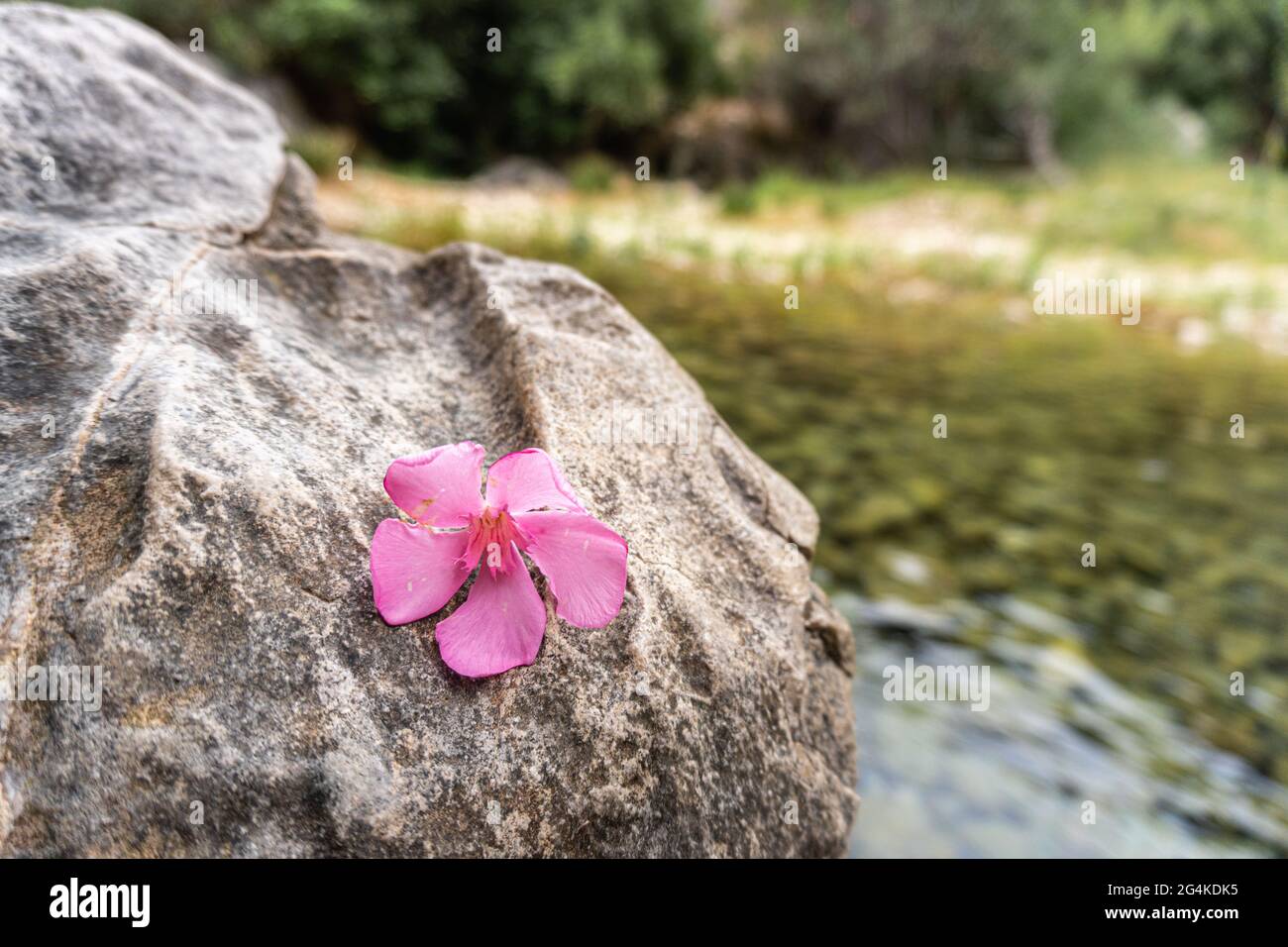 Pink flower on rock hi-res stock photography and images - Alamy