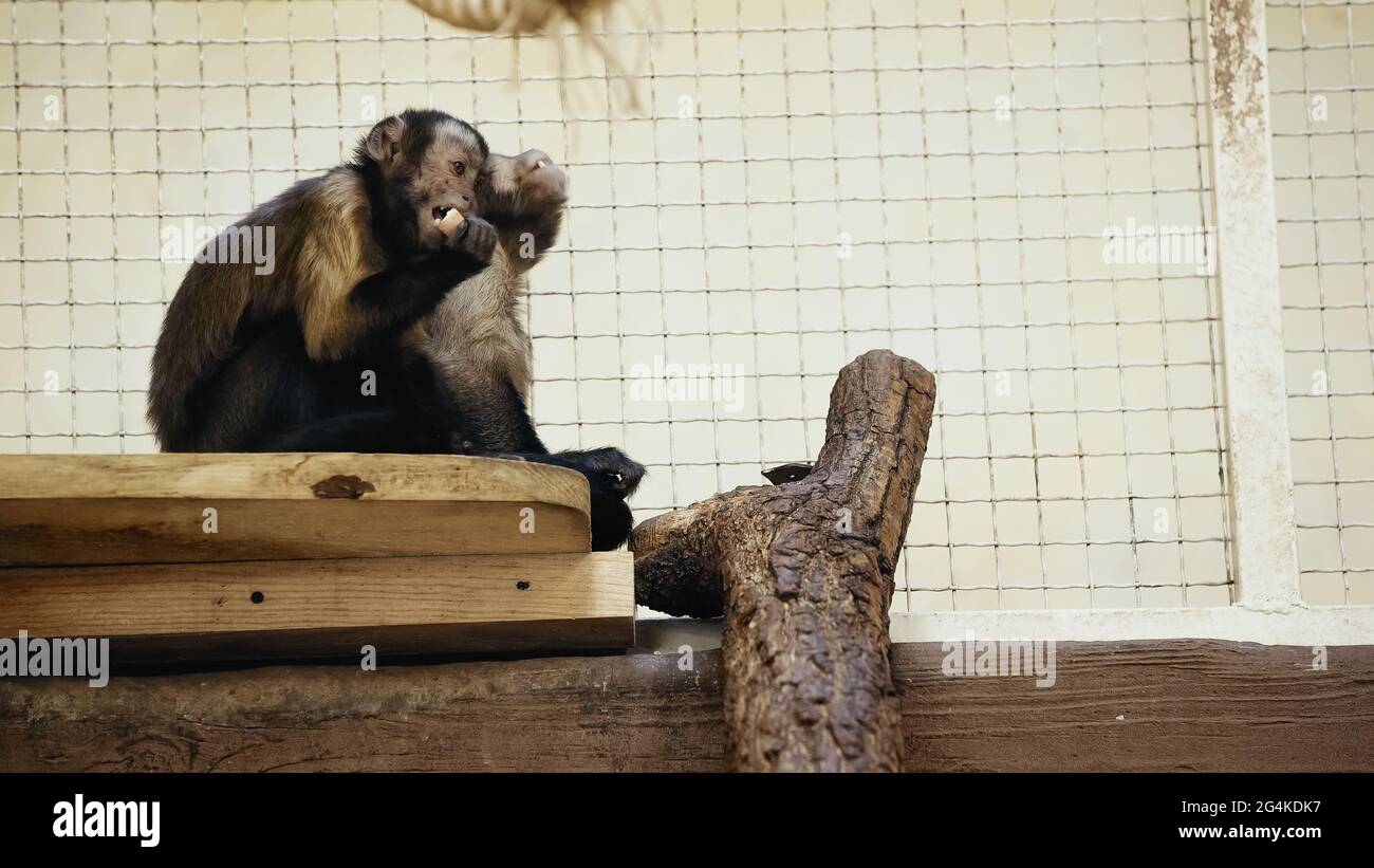 Zoo Monkeys People High Resolution Stock Photography and Images - Alamy
