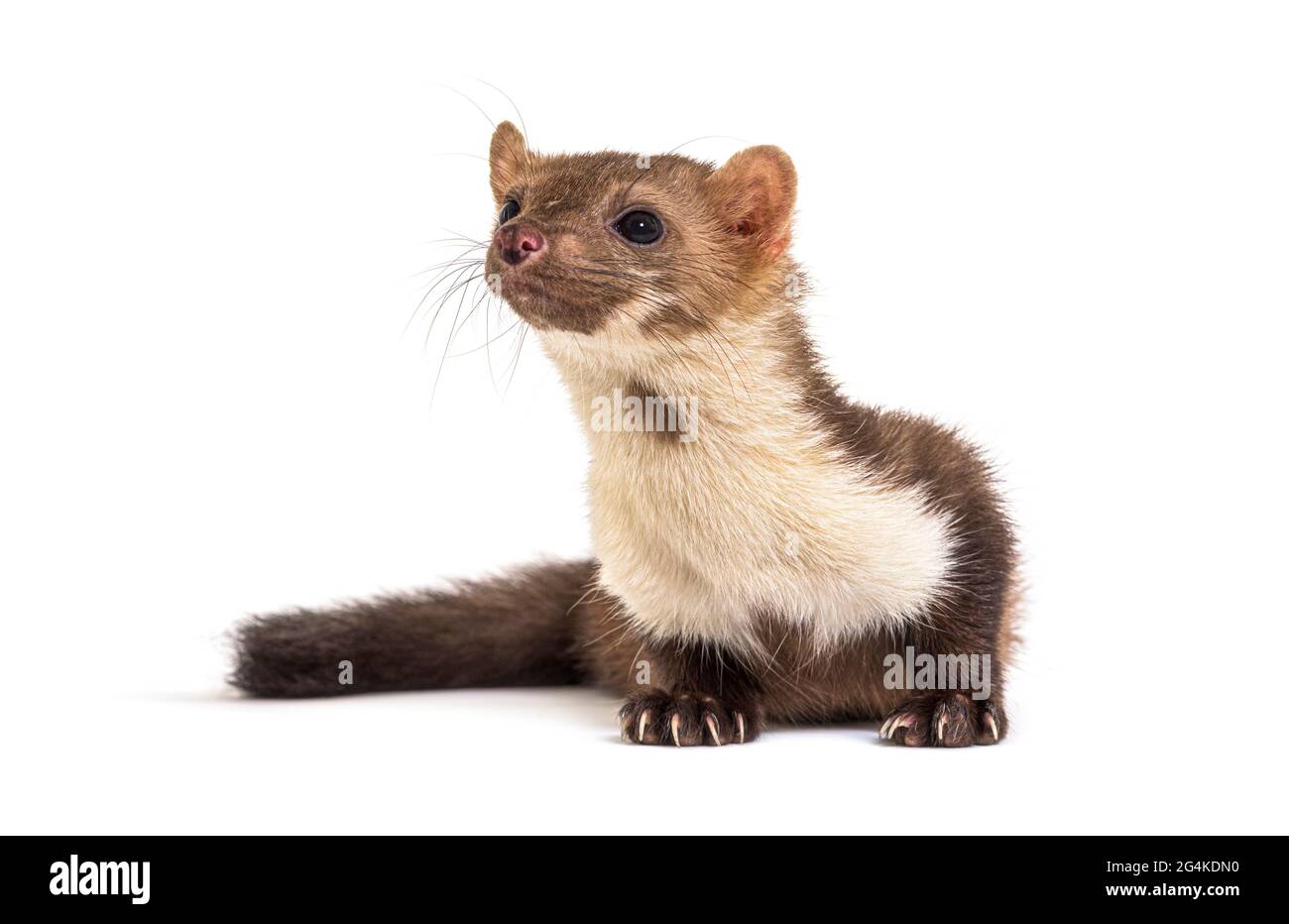 White breasted marten hi-res stock photography and images - Alamy