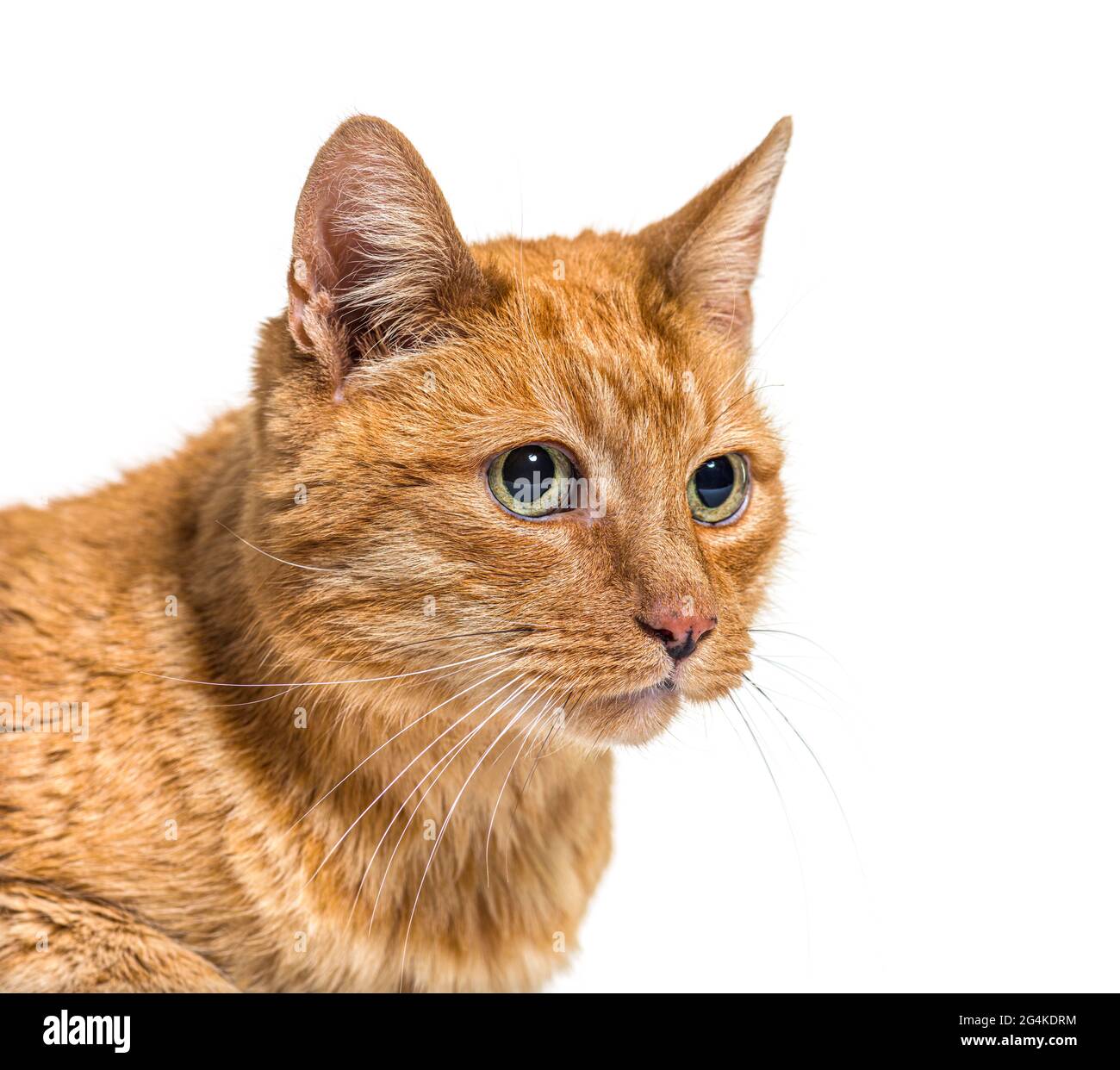 Adopt a senior cat hi-res stock photography and images - Alamy