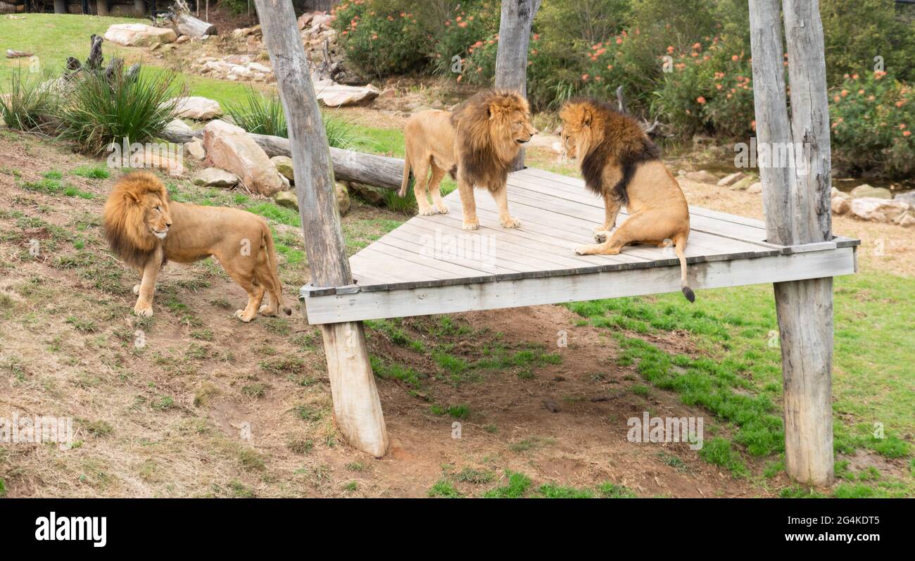 Large felid of the genus Panthera native Called The Lion Stock Photo ...