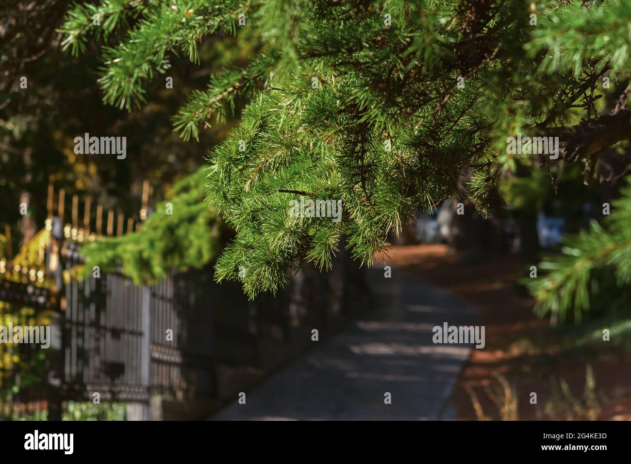 Spruce branch Park close-up. Beautiful natural green tree background ...