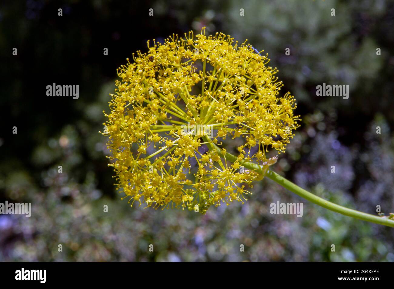 The tapsia is a robust perennial herb, belonging to the umbelliferae ...