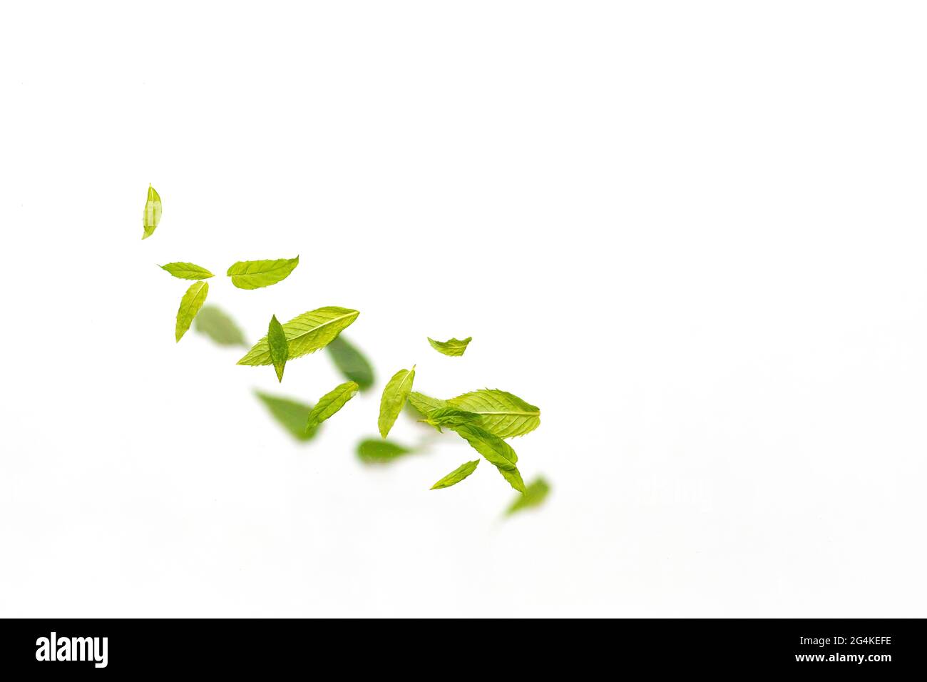 Flying leaves of green mint leaves falling in the air on white ...